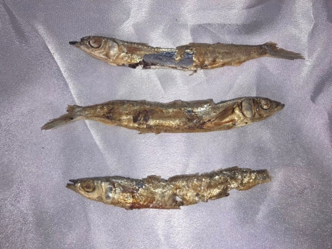 Pescado Ahumado, Smoked Fish, Santeria, Ifa, Osha, Palo, Santo, Iyawo ...