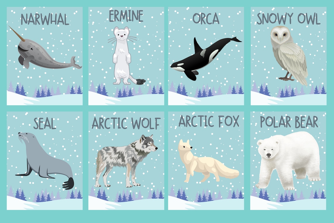 Arctic Animal Educational Posters Daycare Preschool | Etsy