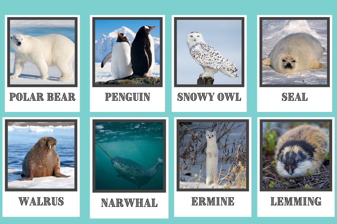 Arctic Animal Educational Posters Daycare Preschool - Etsy