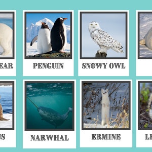 Arctic Animal Educational Posters Daycare Preschool Curriculum Playroom ...