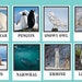 Arctic Animal Educational Posters Daycare Preschool - Etsy