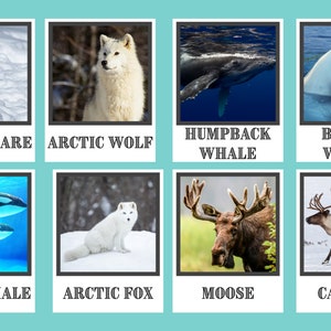 Arctic Animal Educational Posters Daycare Preschool Curriculum Playroom ...