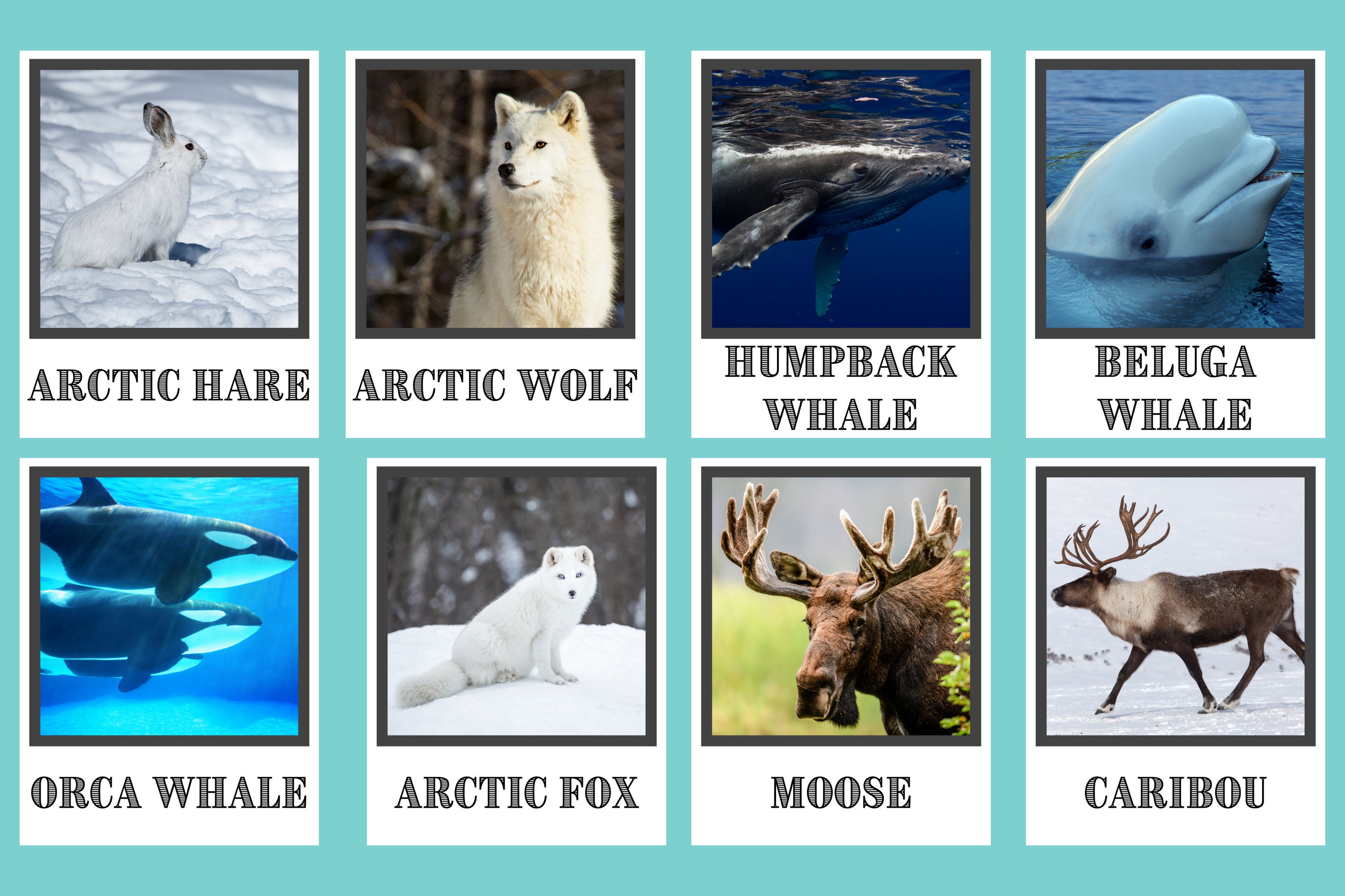 Arctic Animal Educational Posters Daycare Preschool - Etsy