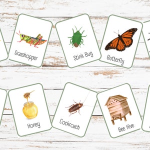 Insect Montessori Daycare Printable for Flisat Sensory Tubs | Insect ...
