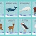 Arctic Animal Educational Posters Daycare Preschool - Etsy