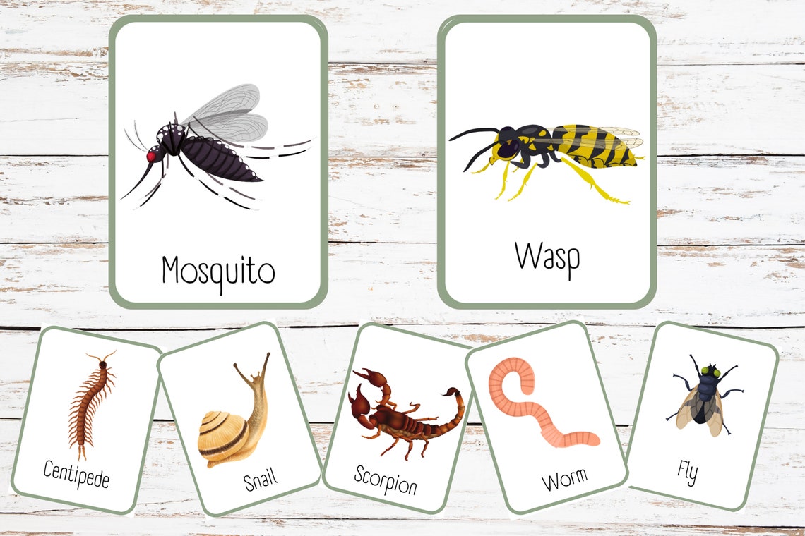 Insect Montessori Daycare Printable for Flisat Sensory Tubs - Etsy