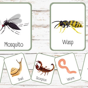 Insect Montessori Daycare Printable for Flisat Sensory Tubs | Insect ...