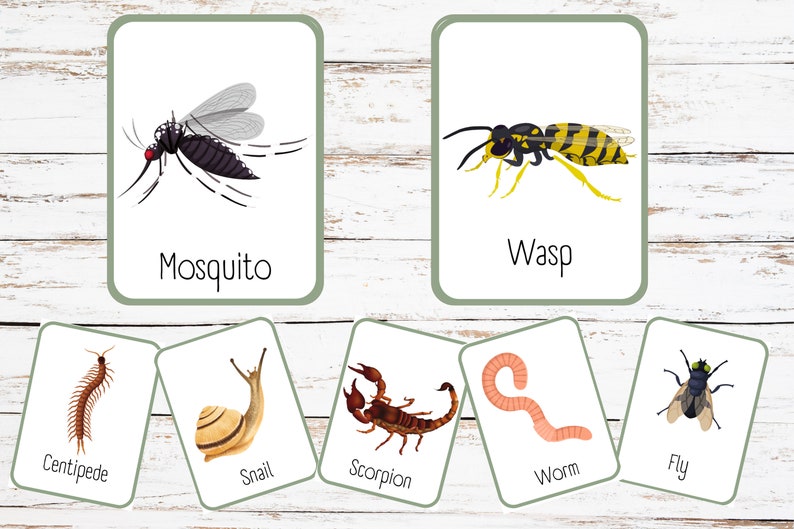 Insect Montessori Daycare Printable for Flisat Sensory Tubs - Etsy
