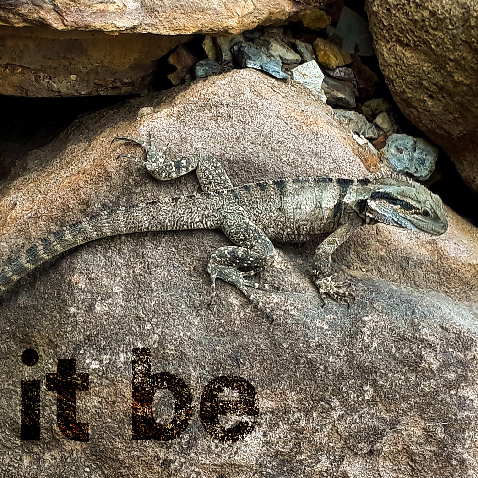 The Lizard Between the Stones Picture Printable Wall Art, Color Digital ...