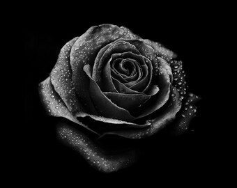 Bloody Black Rose Wallpaper