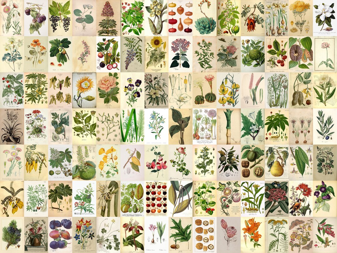 140 PCS Vintage Botanic Poster Wall Collage Kit Retro - Etsy