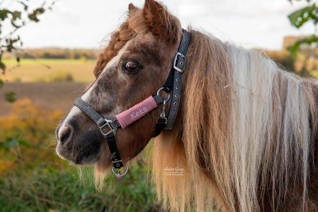 Personalized Halter With Name, Halter Pad, Halter With Horse's Name ...