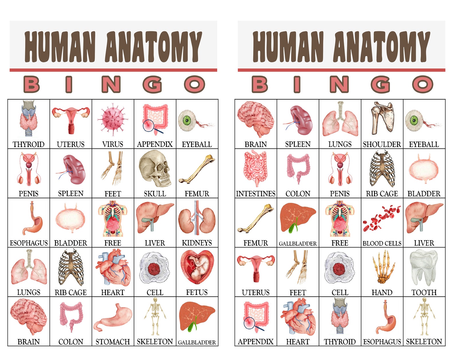 Human Anatomy Human Body Bingo Game Human Organs Digital - Etsy