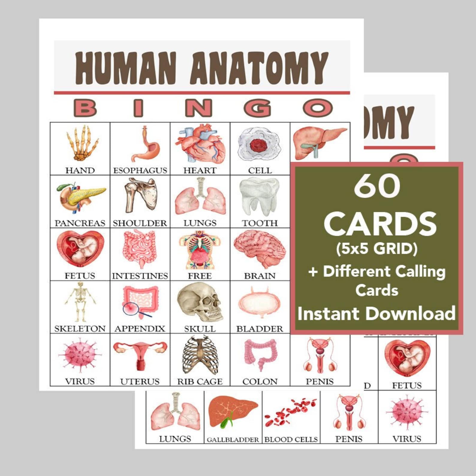 Human Anatomy, Human Body Bingo Game, Human Organs, Digital Downloads ...