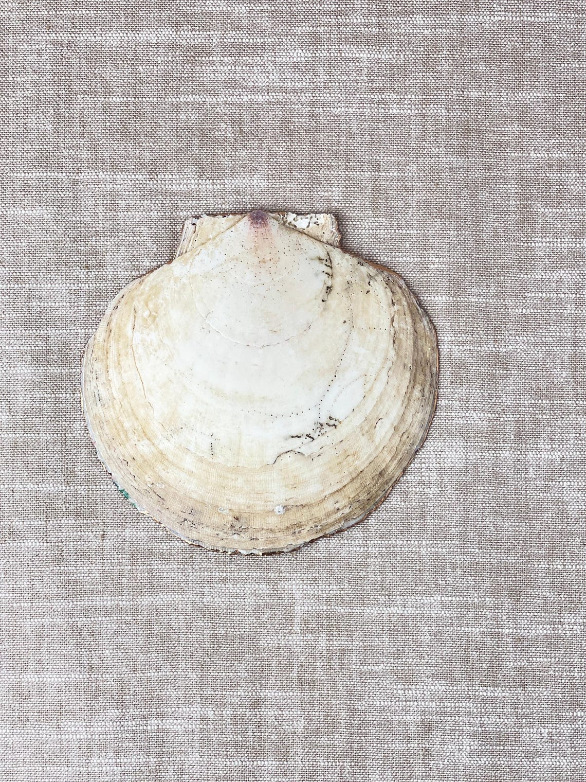 Birds With Hats Scallop Shell - Etsy