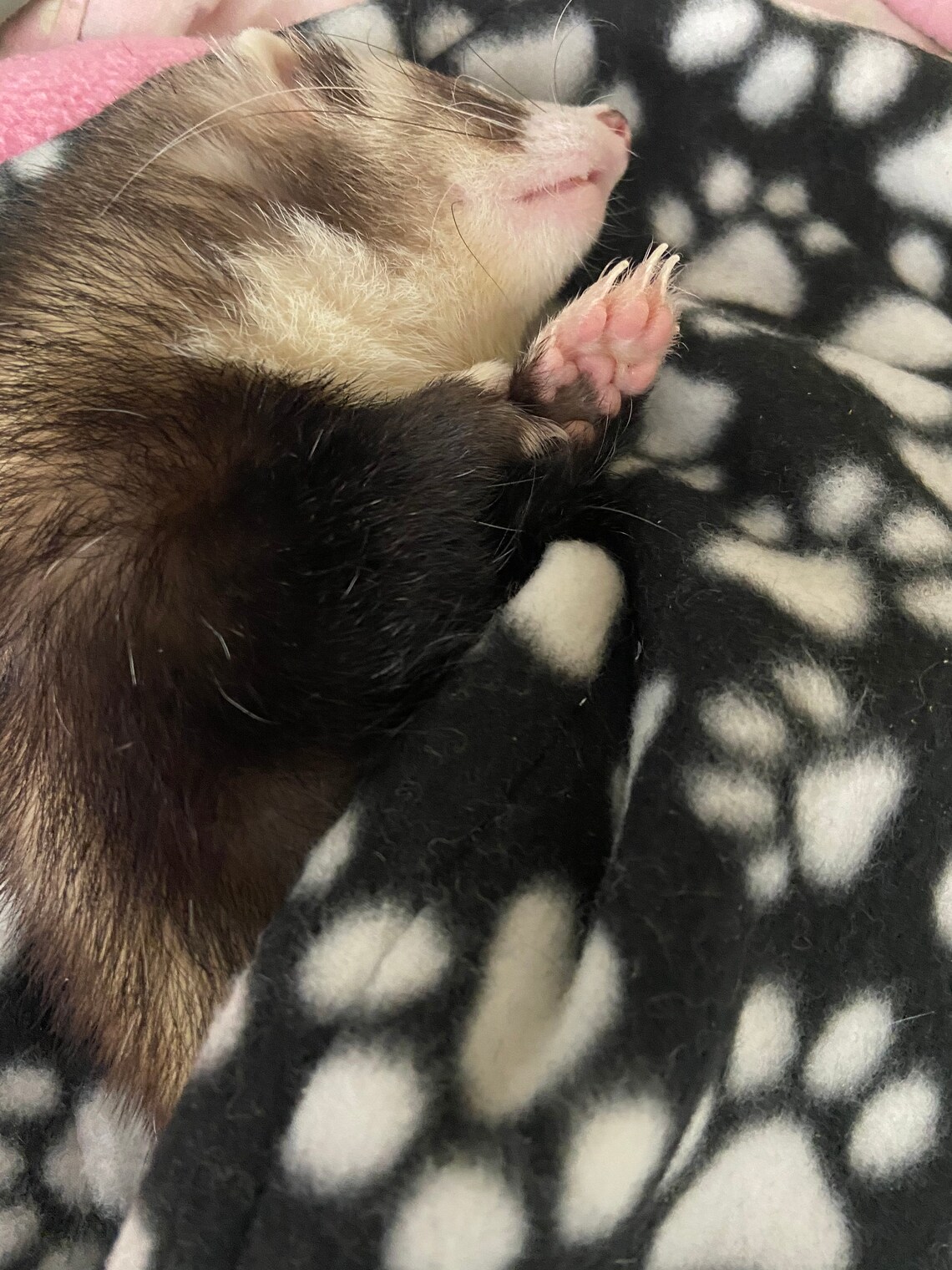 Ferret Pouch - Etsy