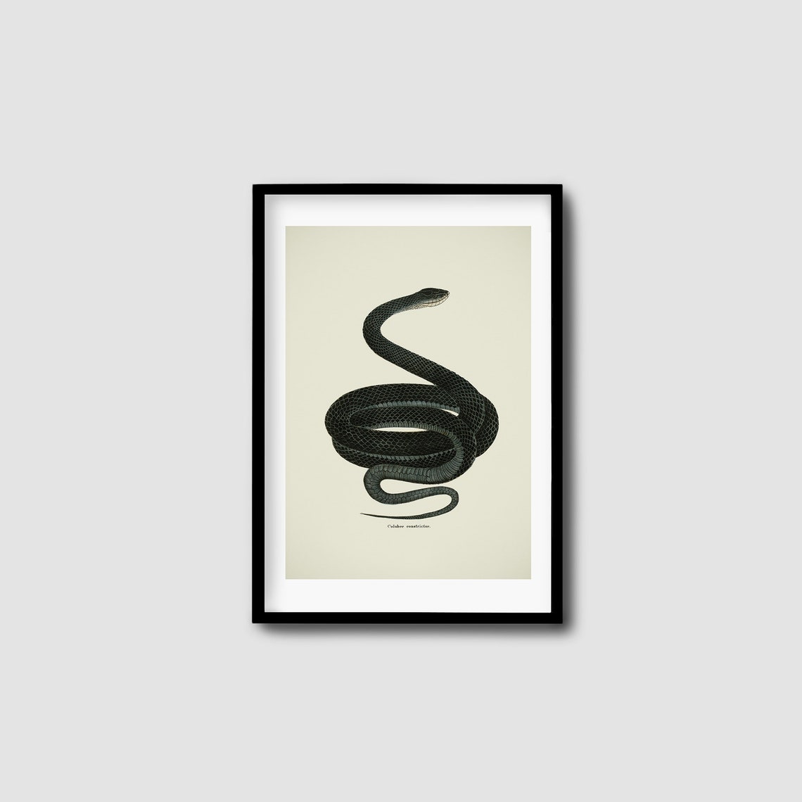 Vintage Snake Illustration Downloadable Art Print, Antique Drawing ...