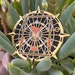 Treasure Pin - Etsy