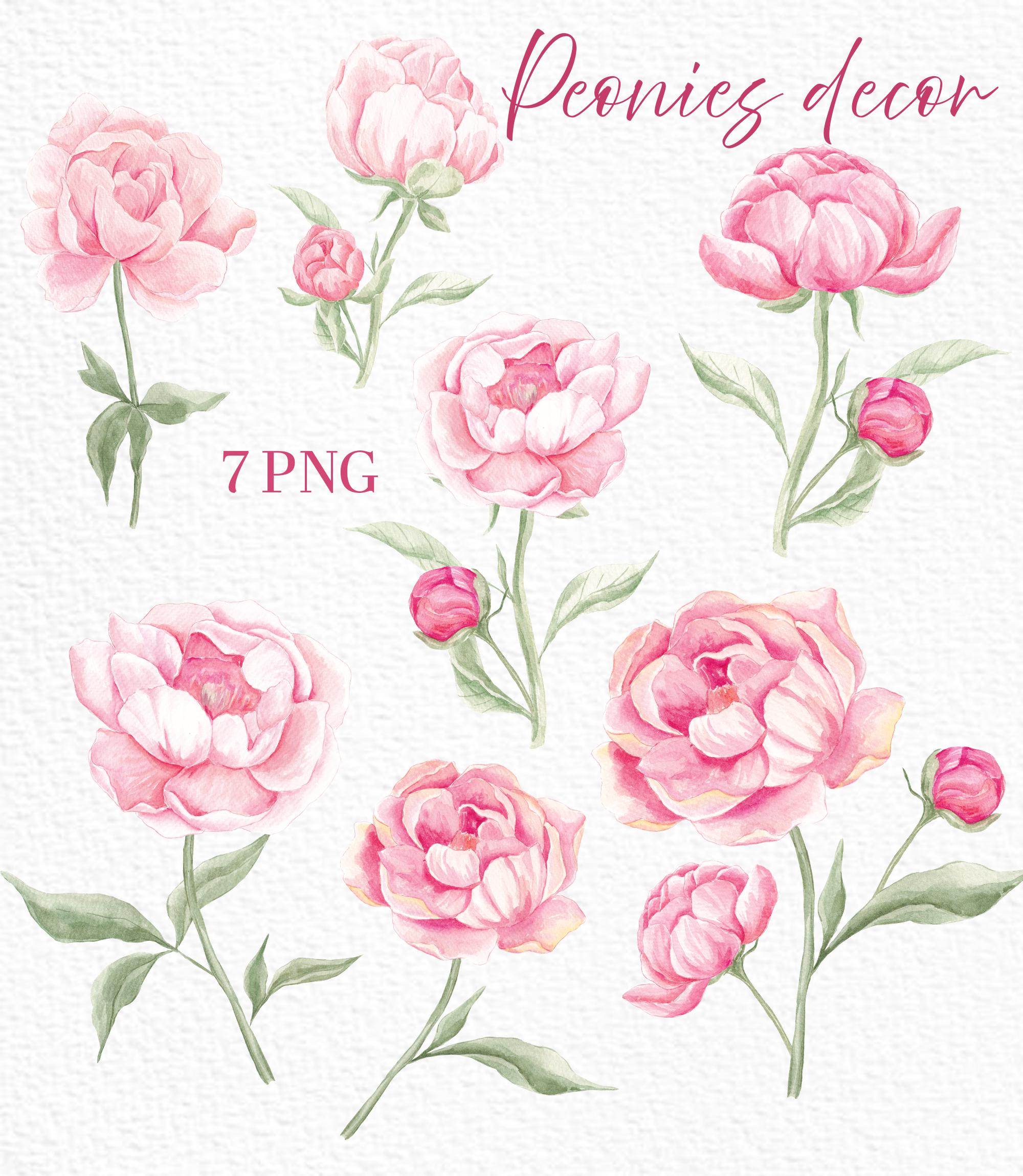 Watercolor Peonies, Png Clipart, Peony Flowers Clipart, Romantic ...