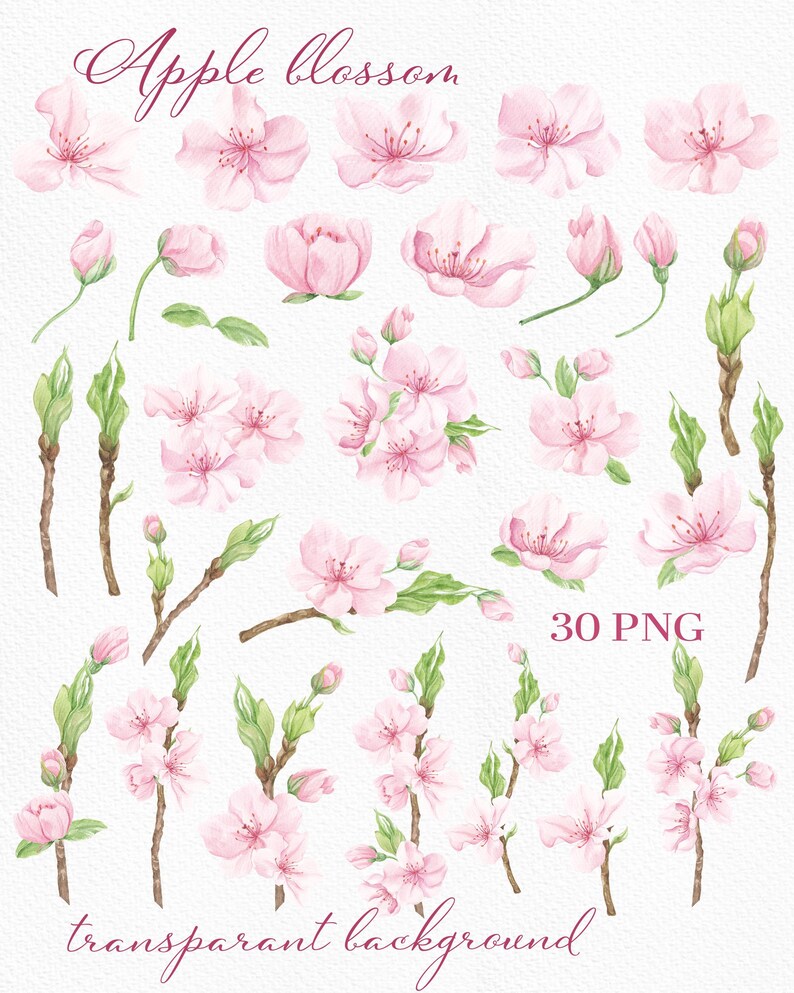 Watercolor Apple Blossom Clipart, Spring Cherry Flowers, Sakura (30 PNG ...