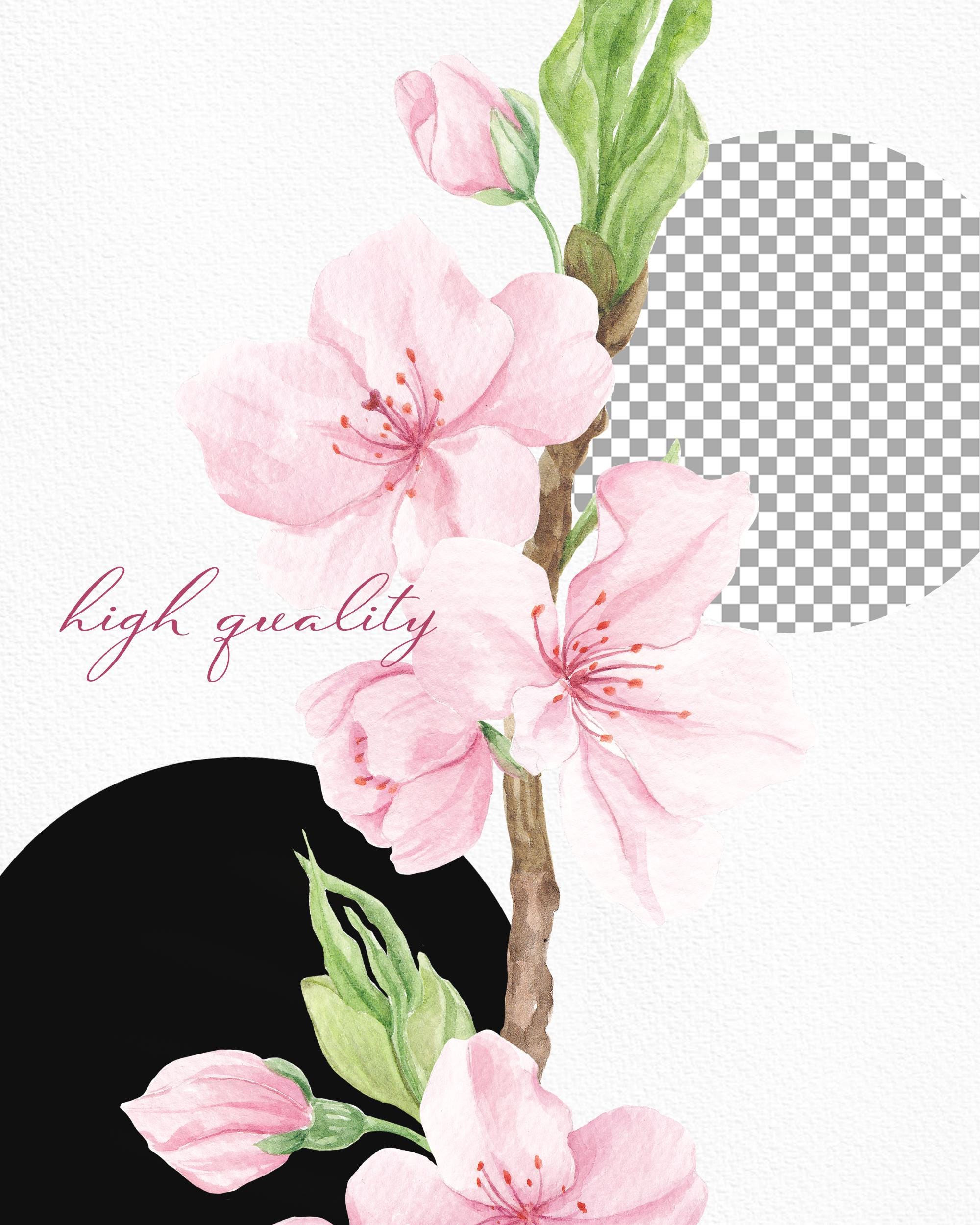 Watercolor Apple Blossom Clipart, Spring Cherry Flowers, Sakura (30 PNG ...