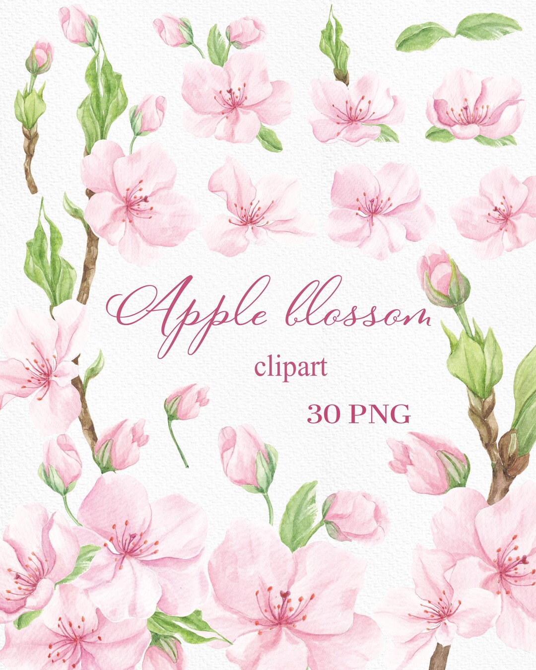 Watercolor Apple Blossom Clipart, Spring Cherry Flowers, Sakura (30 PNG ...