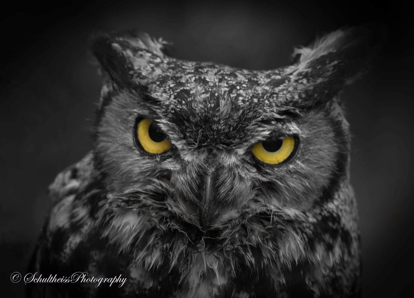 Mystical Yellow Eyed Owl Photography Digital Download Selective Color ...