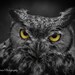 Mystical Yellow Eyed Owl Photography Digital Download Selective Color ...