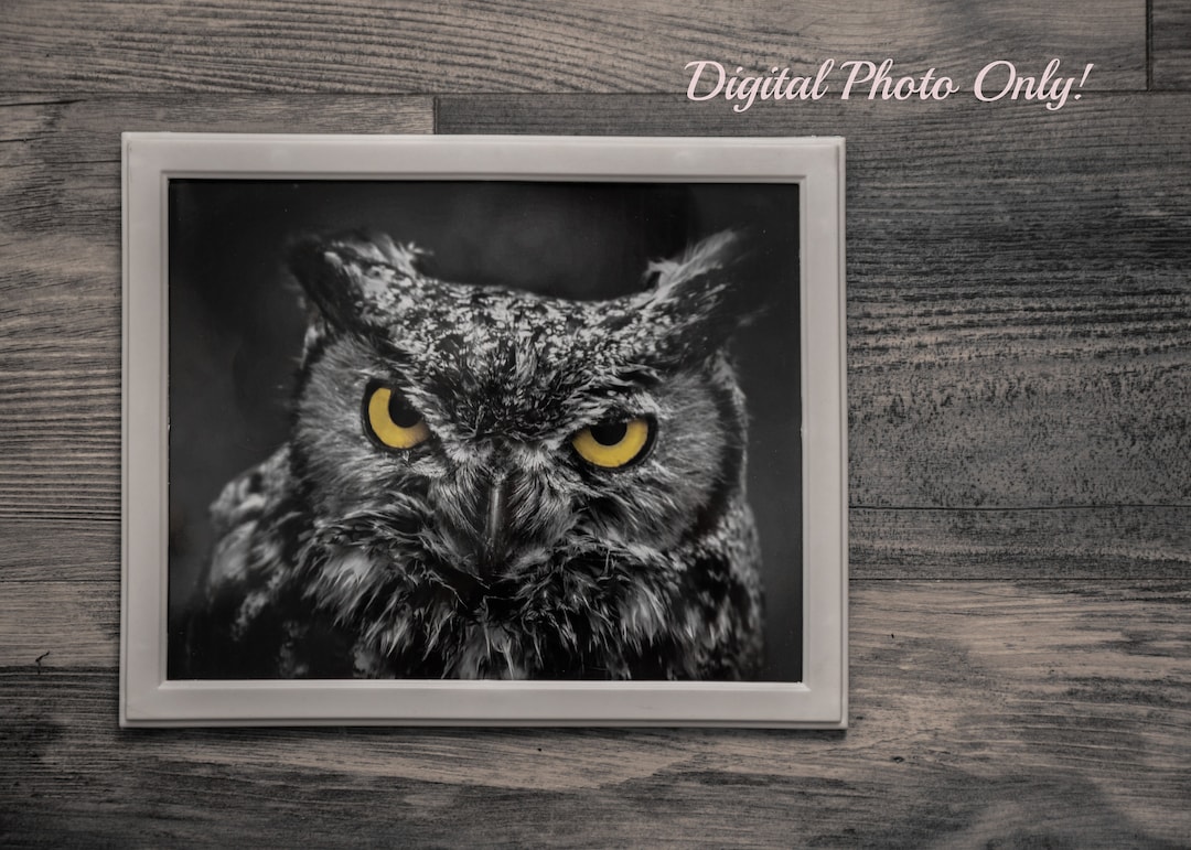 Mystical Yellow Eyed Owl Photography Digital Download Selective Color ...