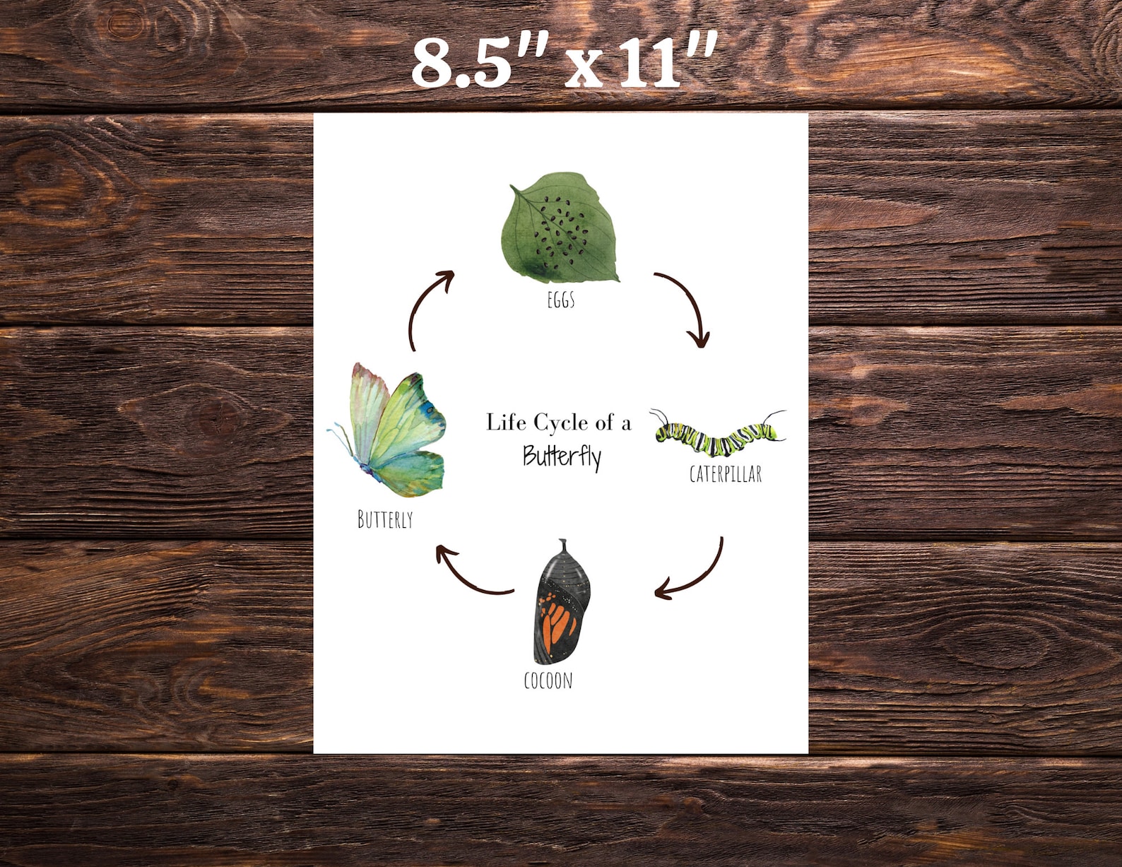 Life Cycle of a Butterfly Drawing | Educational Montessori Poster ...