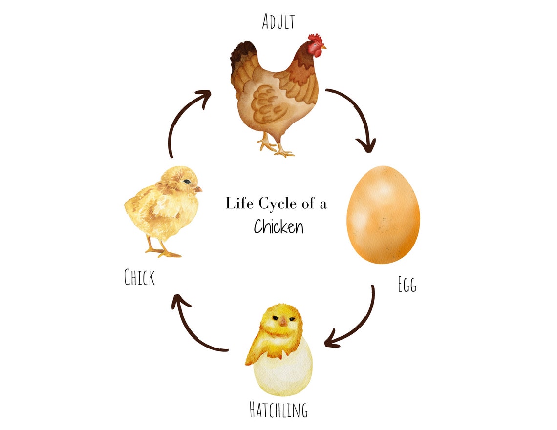 Life Cycle of a Chicken Drawing Educational Montessori - Etsy