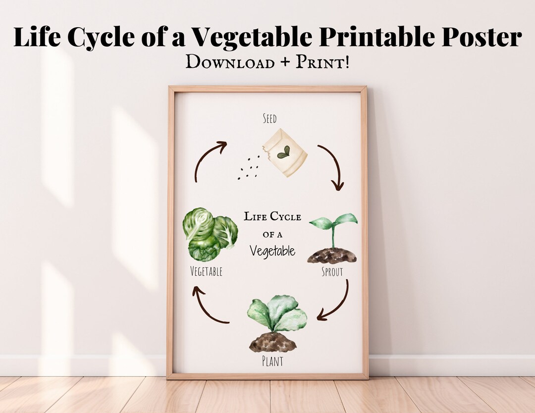 Life Cycle of a Vegetable Drawing | Educational Montessori Worksheet ...