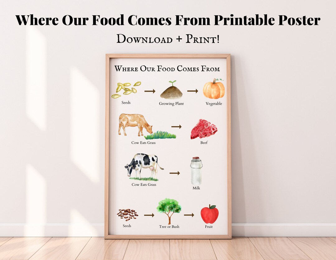 Where Our Food Comes From Poster | Educational Montessori Poster ...