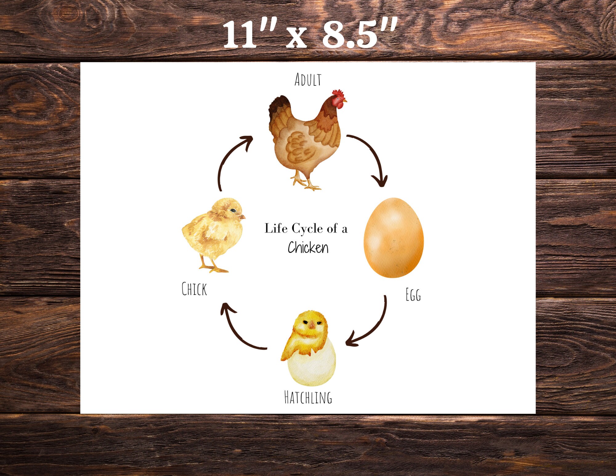 Life Cycle of a Chicken Drawing | Educational Montessori Worksheet ...