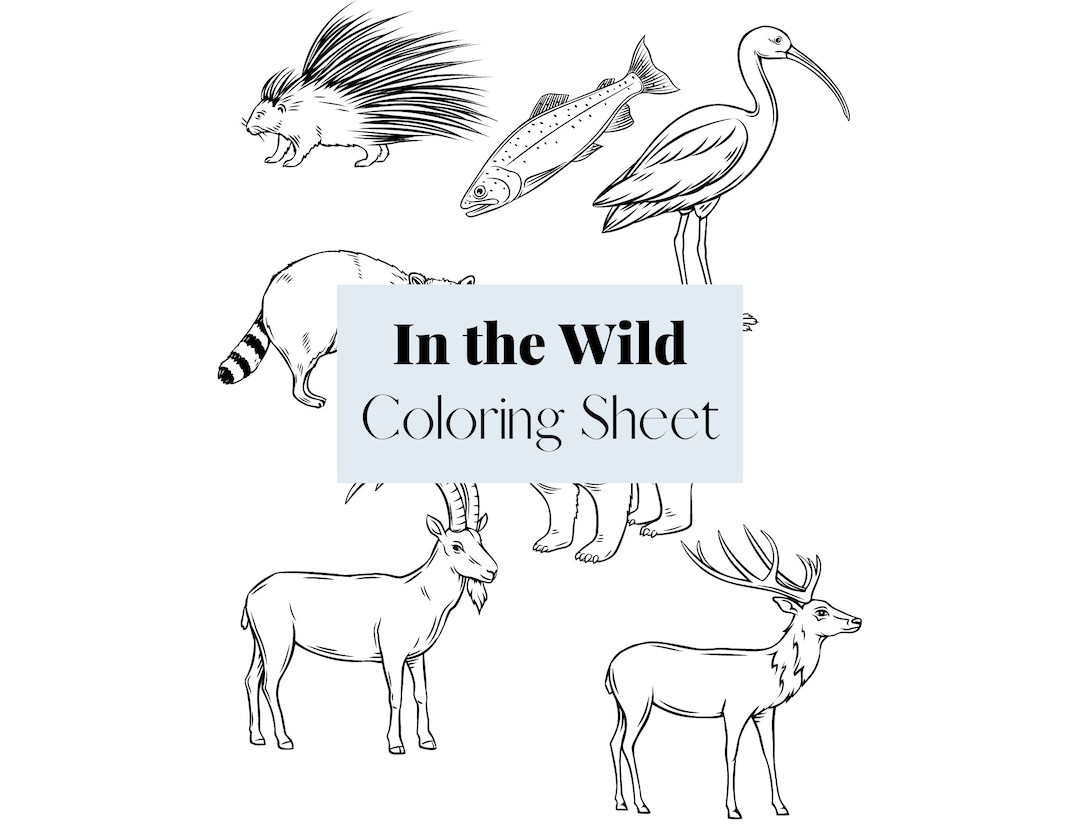 Wild Animals Coloring Sheet | Kids Coloring Sheet | Coloring Worksheet ...