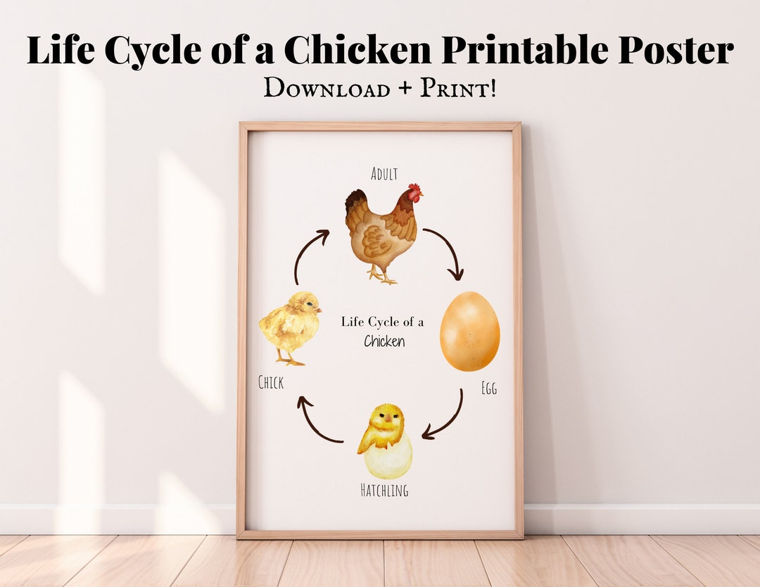 Life Cycle of a Chicken Drawing | Educational Montessori Worksheet ...