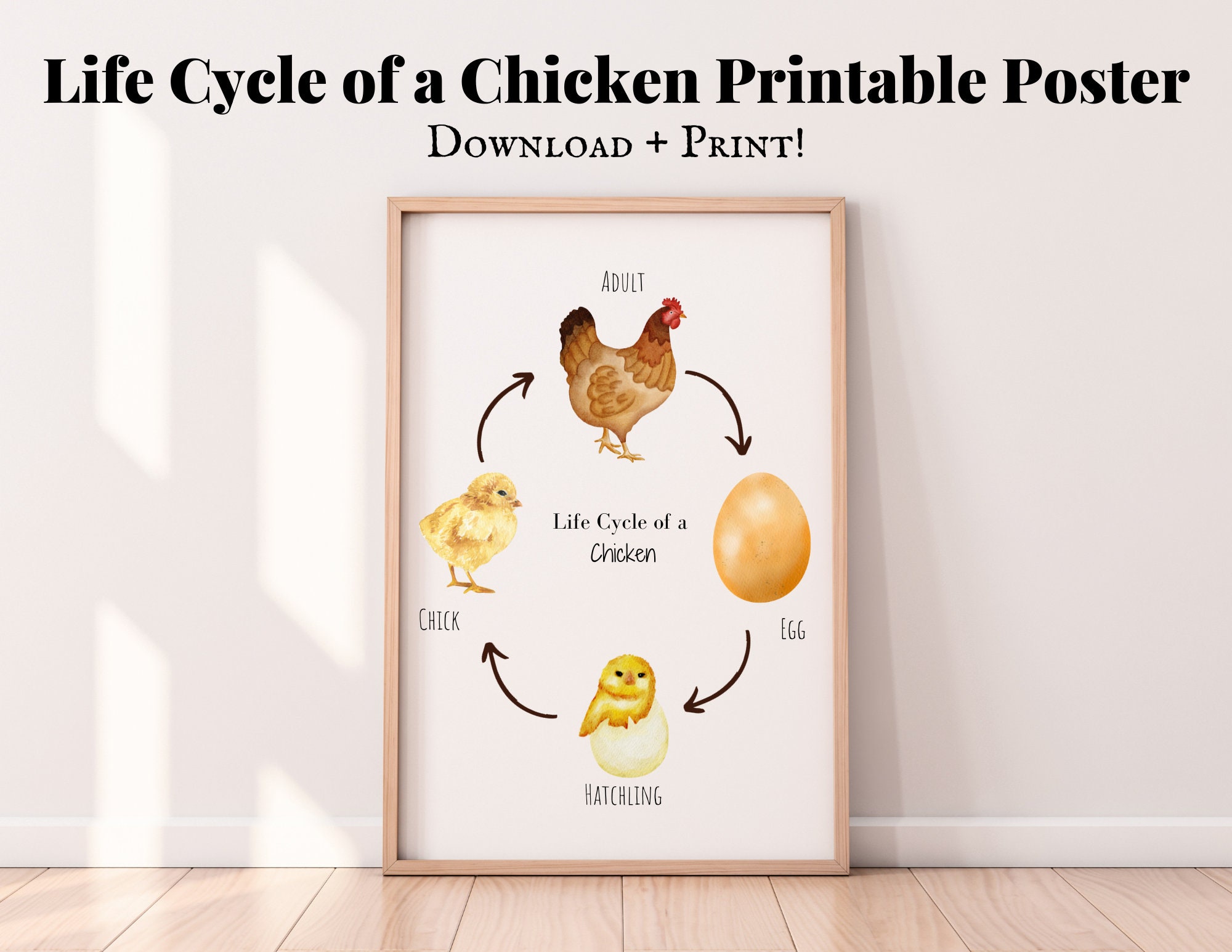 Life Cycle of a Chicken Drawing | Educational Montessori Worksheet ...