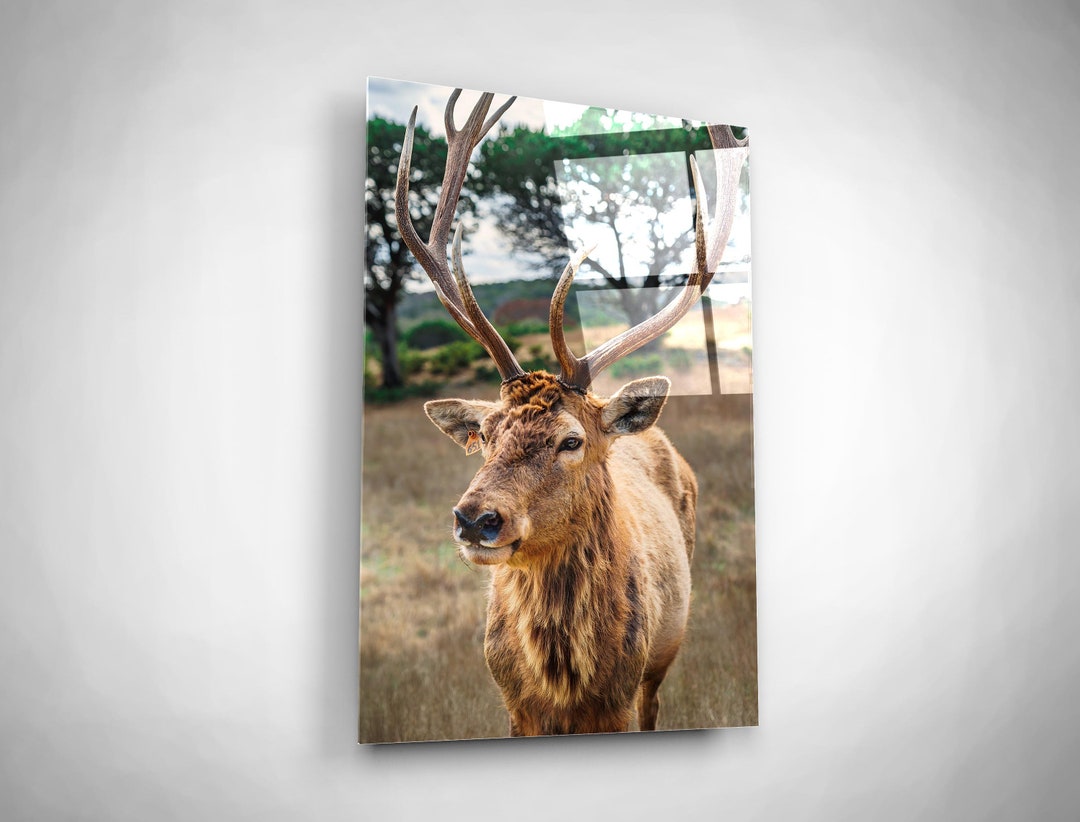Forest Deer Wall Art, Scenic Woodland Animals Fine Art Photography ...