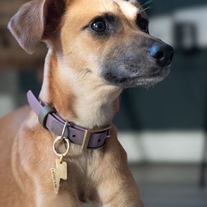 Customised thunder Bolt Pet ID Tag/dog ID Tag/dog Tag/cat ID Tag - Etsy