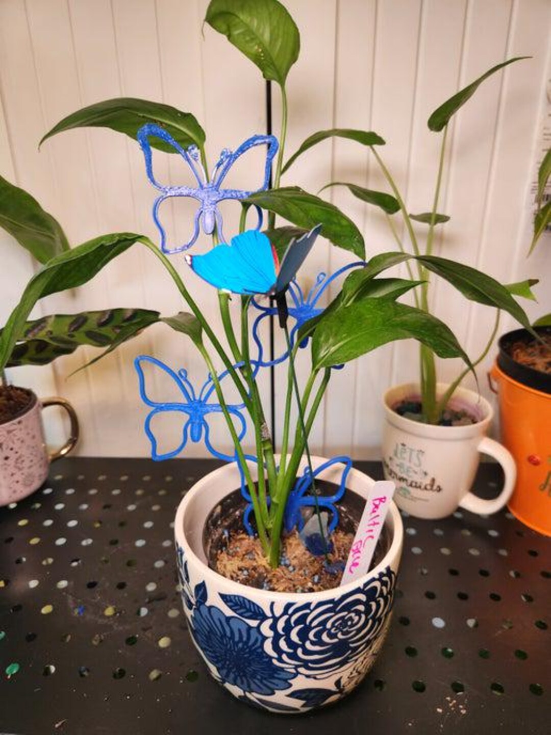 Baltic Blue Pothos in Ceramic Butterfly Pot - Etsy