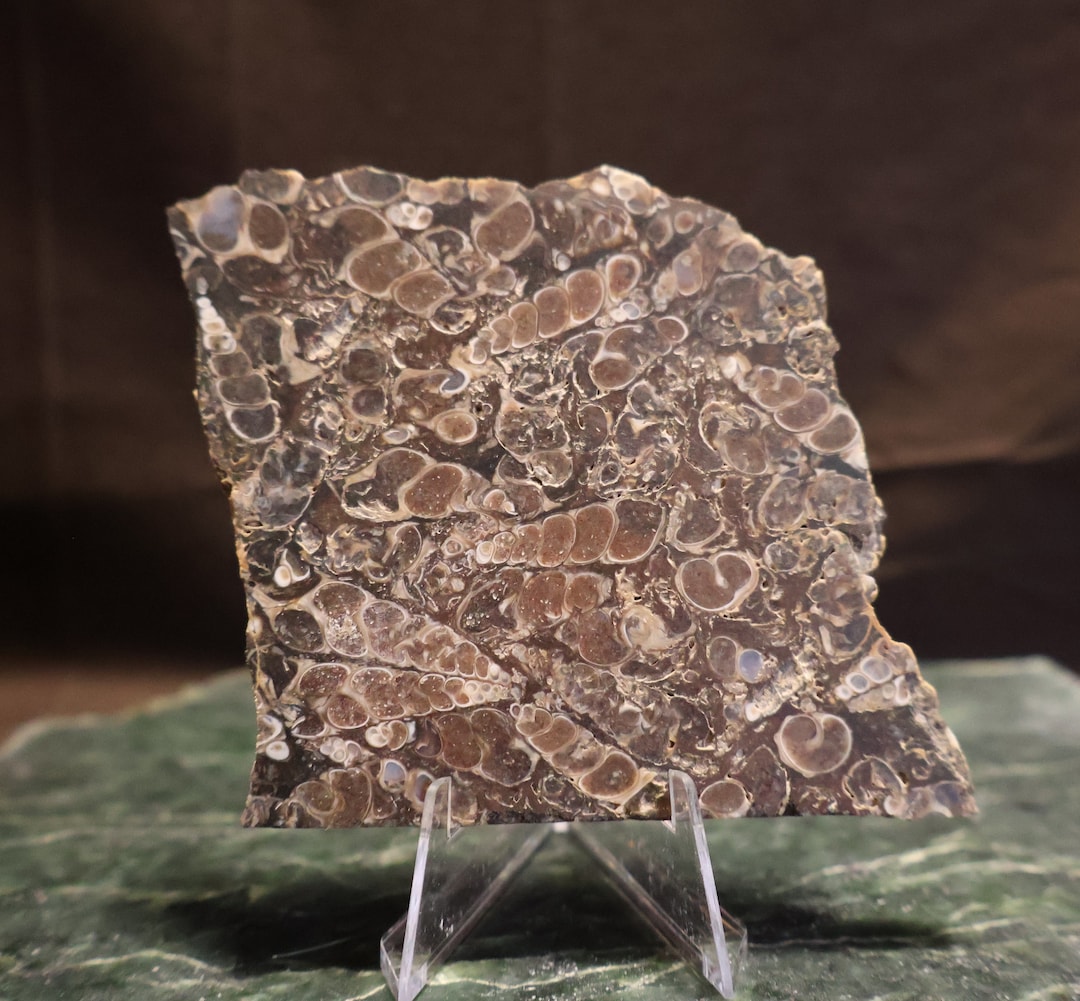 Turritella Slab, Rough - Etsy