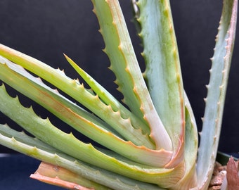 Rare Aloe - Etsy