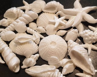 Sugar Sea Shells | Etsy