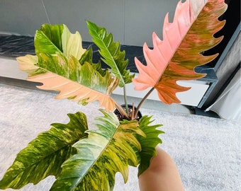 Paper Artificial Plant Handmade Plant Art from Original Illustrations ...