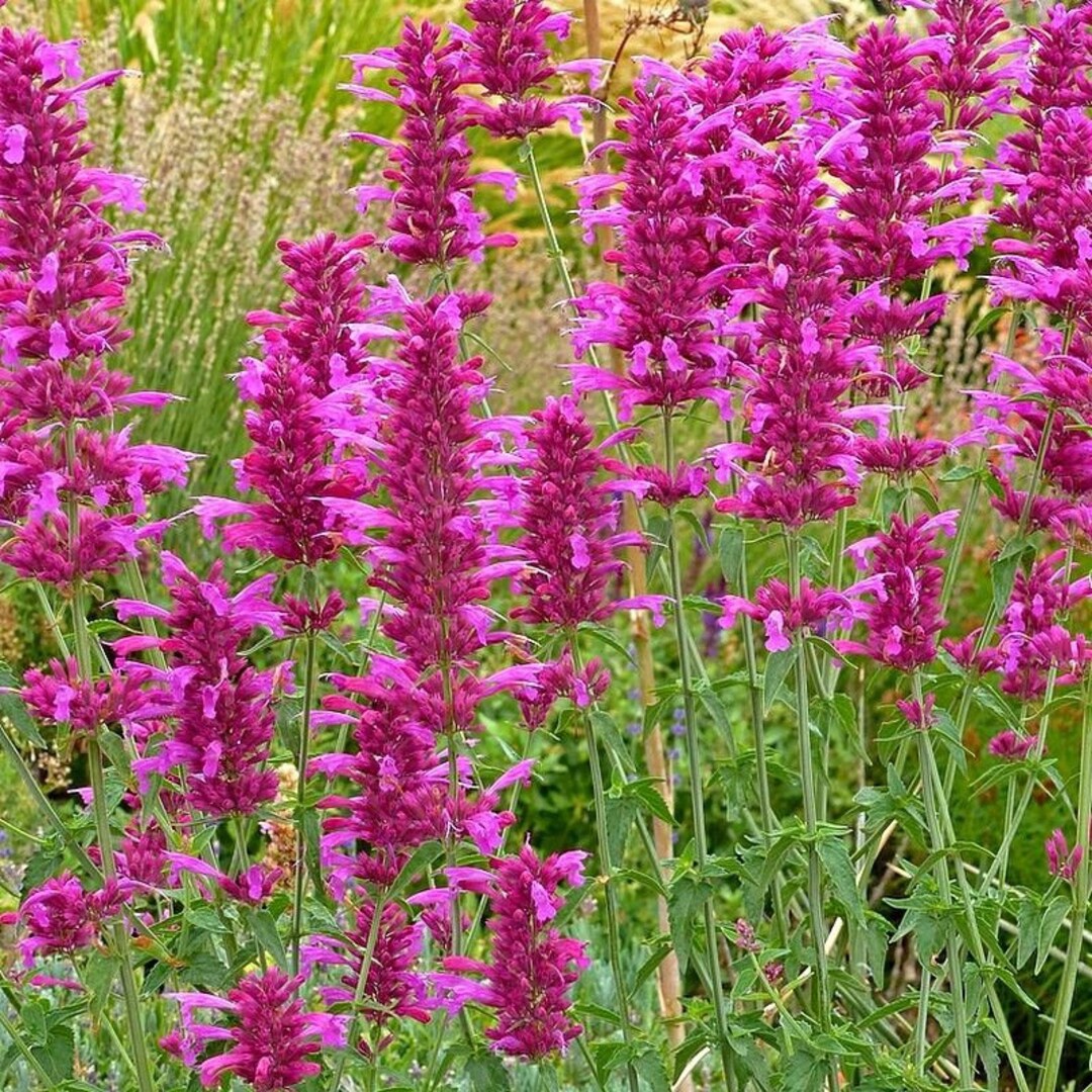 Agastache Mexicana-sangria/30 Seeds - Etsy
