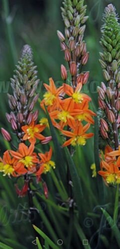BULBINE Frutescens 'avera Sunset Orange'stalked Bulbine-15 Seeds - Etsy