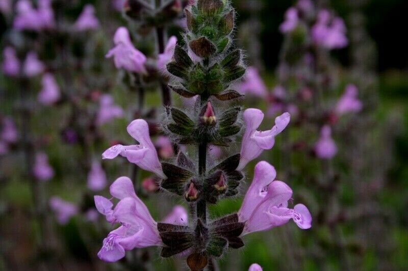 Salvia Recognita 10seeds.hardy Perennial - Etsy