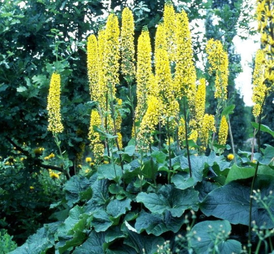 LIGULARIA Sibirica (big Leaf Ligularia)-15 Seeds/hp - Etsy