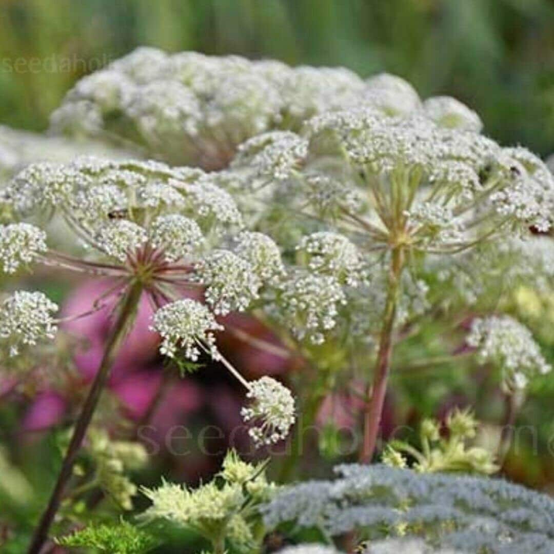 SELINUM WALLICHIANUM-25 Seeds Hardy Perennial - Etsy