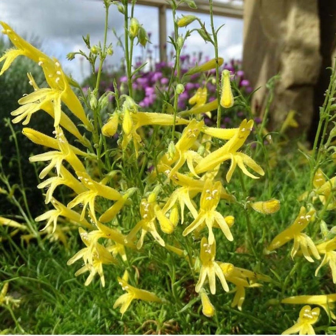 PENSTEMON Pinifolius 'mersea Yellow'-20 Seeds - Etsy